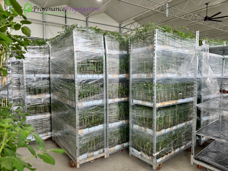 Provenance Propagation – Landmark Delivery of Grafted Tomatoes now ...