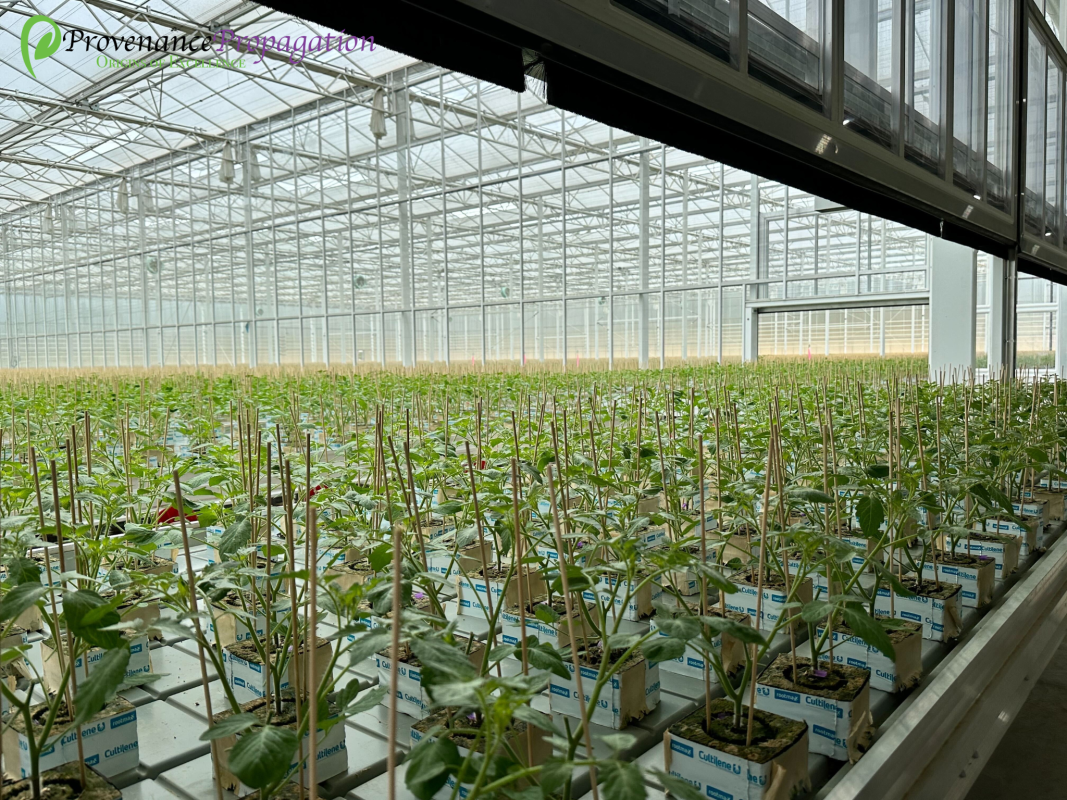 Provenance Propagation – Landmark Delivery of Grafted Tomatoes now ...