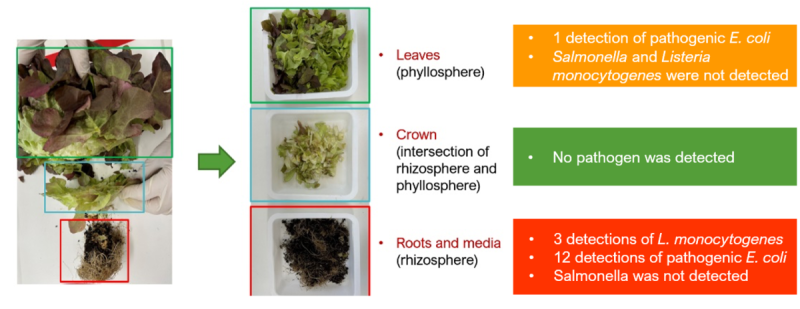 New Food Safety Standards for Leafy Vegetables, Berries and Melons from ...