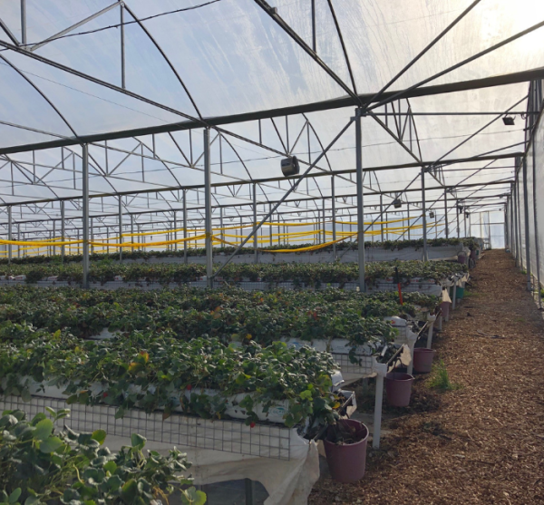 PROTECTED CROPPING ⋆ Protected Cropping Australia (PCA)