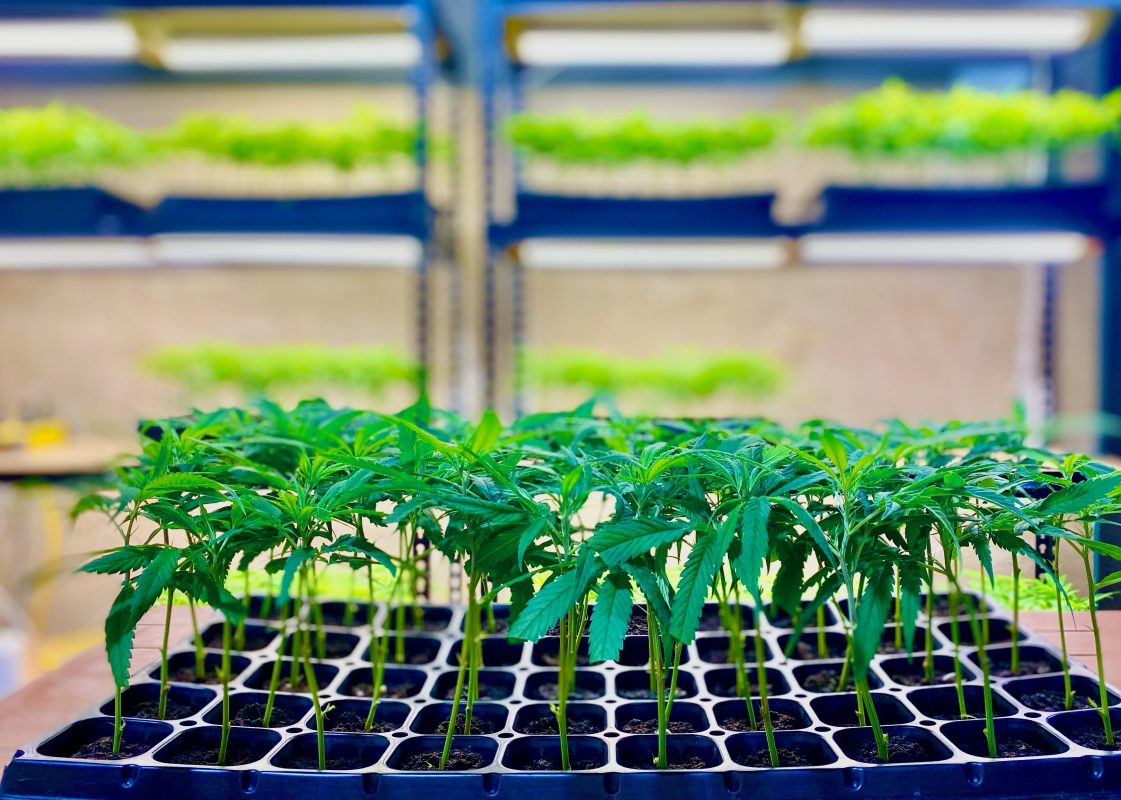 Introducing STANDARD BOTANIC - Australia's First Dedicated Medicinal Cannabis Nursery ⋆ ...