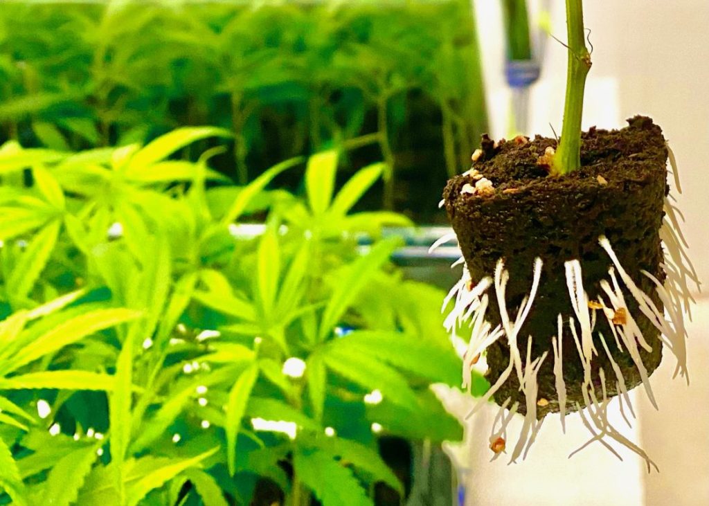 Introducing STANDARD BOTANIC - Australia's First Dedicated Medicinal Cannabis Nursery ⋆ ...