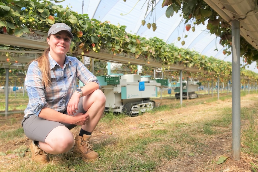 Strawberry Picking Robots ⋆ Protected Cropping Australia (PCA)